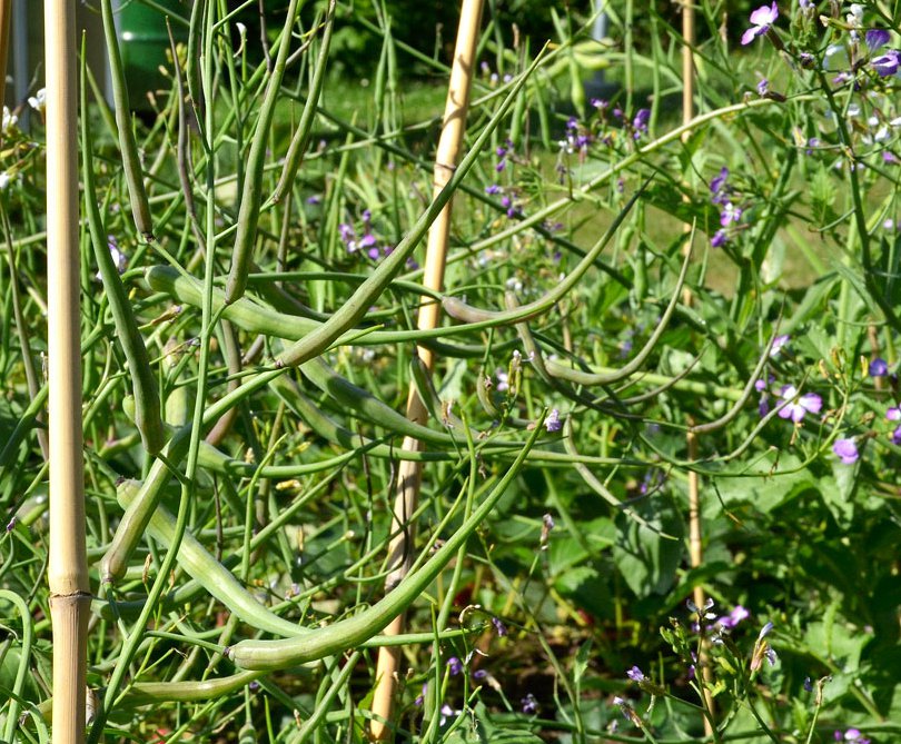 Rare Heirloom Podding Serpent Tail Radish Raphanus caudatus mougri - 30 ...
