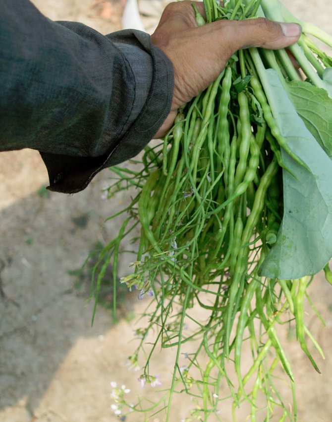 Rare Heirloom Podding Serpent Tail Radish Raphanus caudatus mougri - 30 ...