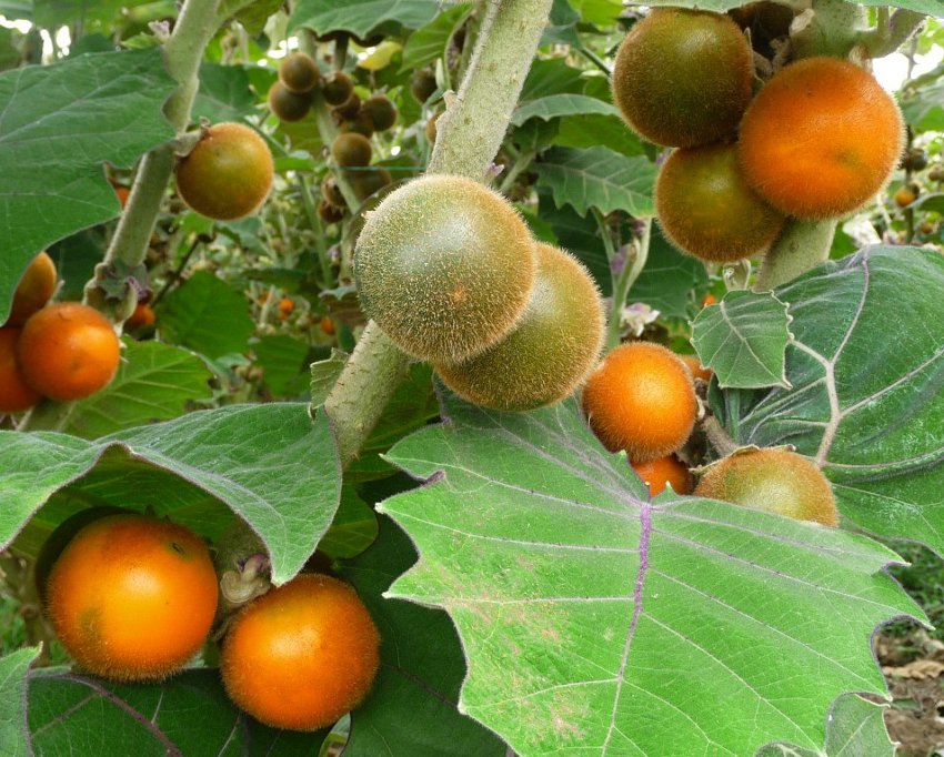 Rare Exotic Quito Orange Naranjilla Lulo Fruit Solanum Quitoense 1
