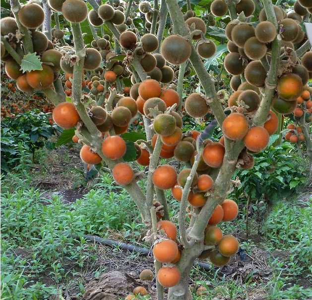 Rare Exotic Quito Orange Naranjilla Lulo Fruit Solanum Quitoense - 1 ...