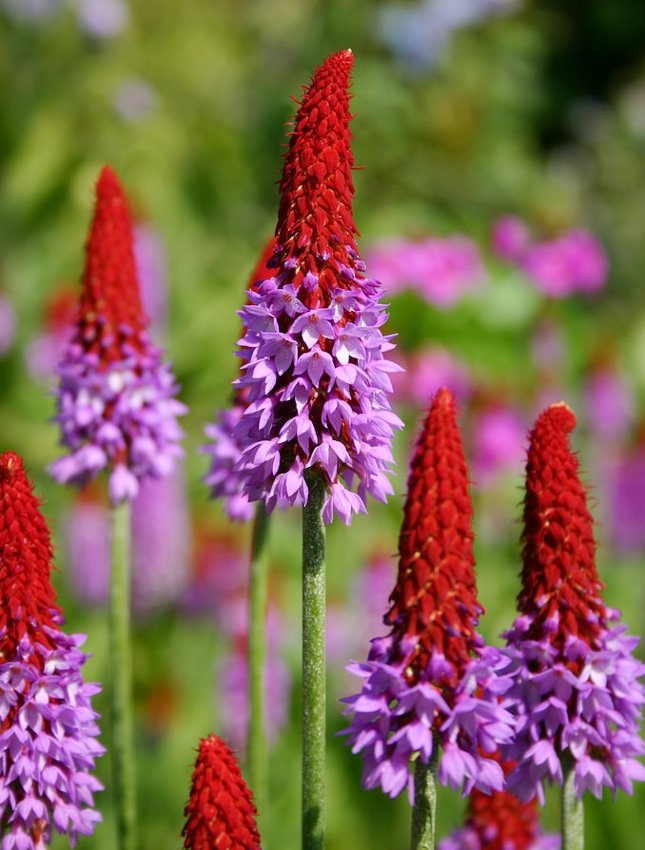Rare Unusual Vial's Primrose Primula vialii - 25 Seeds