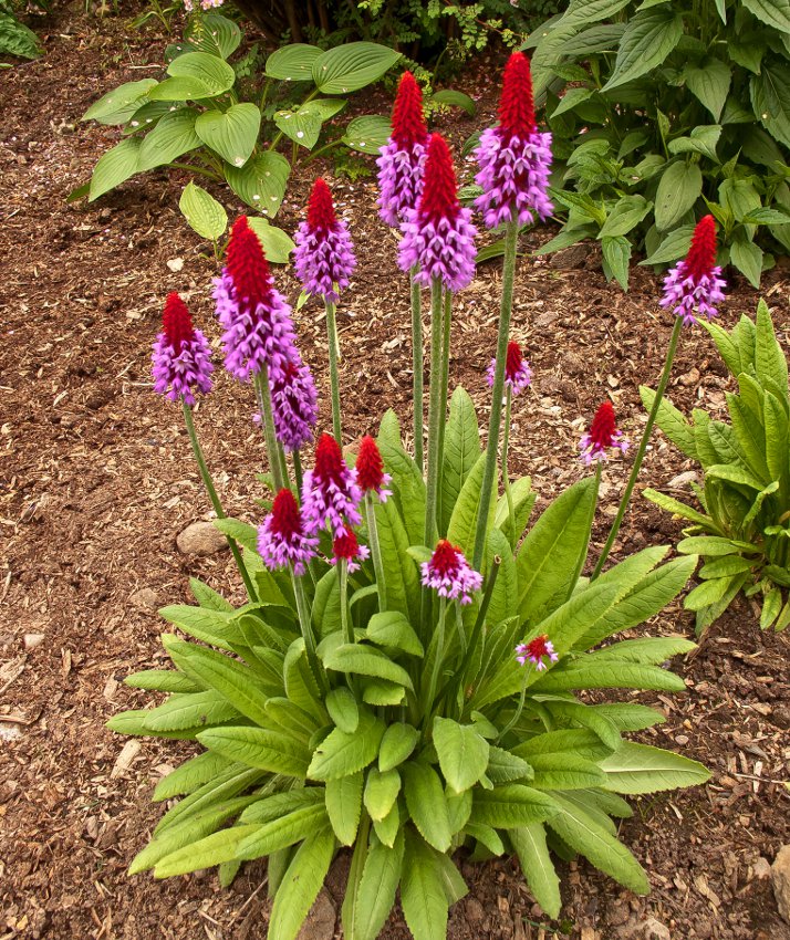 Rare Unusual Vial's Primrose Primula vialii - 25 Seeds