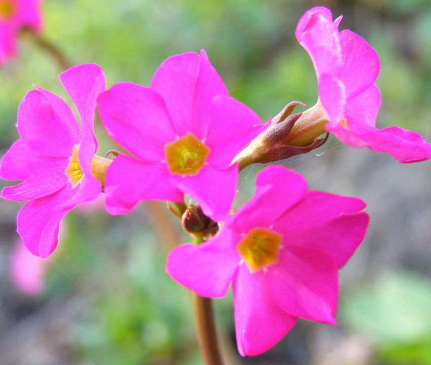 Himalayan Pink Pond Primrose Primula Rosea Grandiflora - 20 Seeds