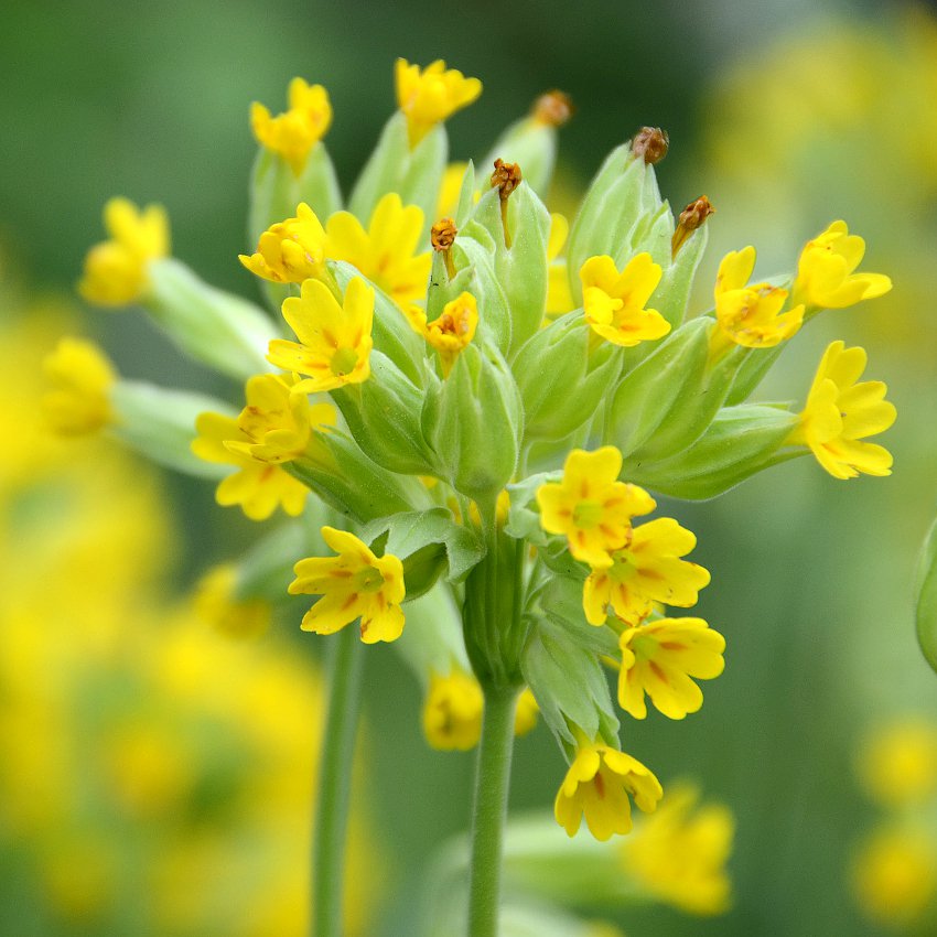 Yellow Cowslip Primrose Primula veris officinalis - 40 Seeds