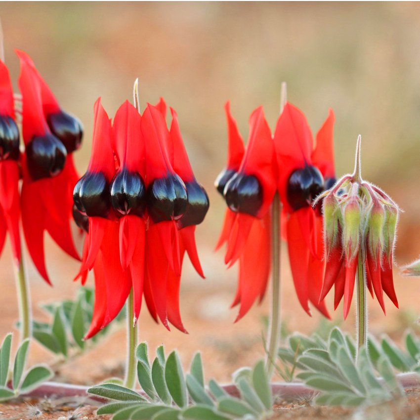 Rare and Unusual Australian Red Glory Pea Swainsona Formosa - 8 Seeds