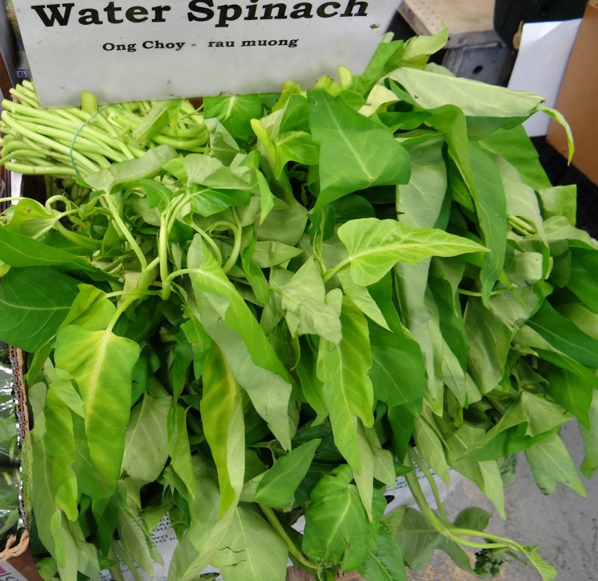 Organic Kangkong Ong Choy Water Spinach I. aquatica - 20 Seeds
