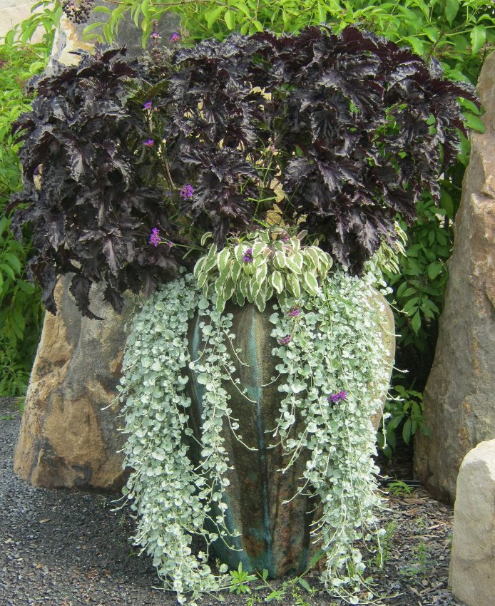 Basil Purple Ruffles Almost Black OP Ocimum basilicum - 50 Seeds