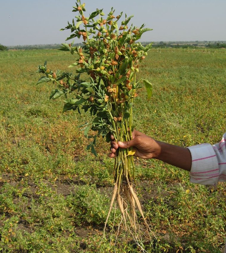 Medicinal Herb Ashwagandha Withania somnifera - 50 Seeds