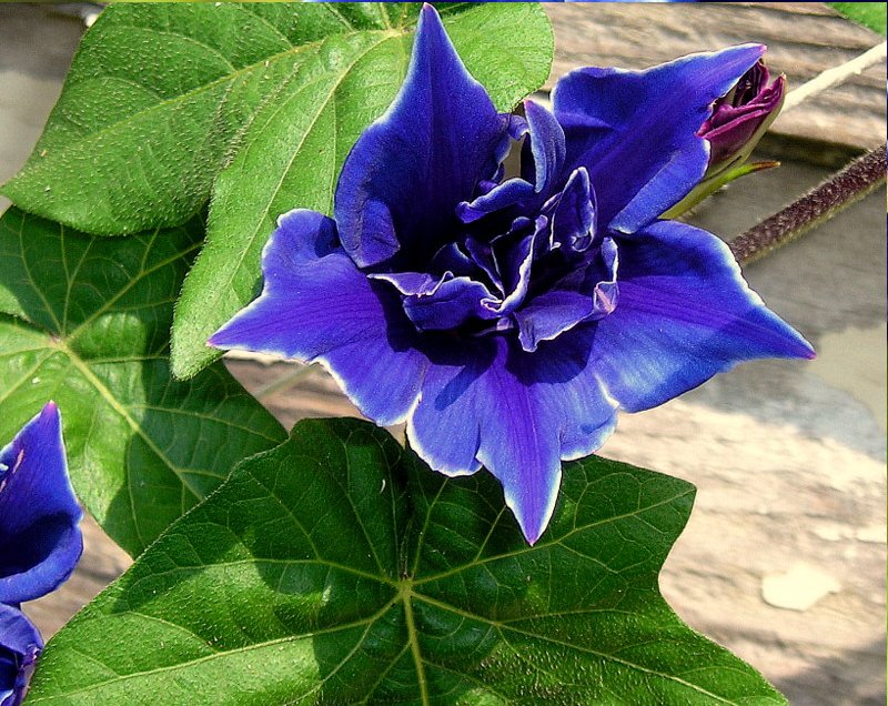 Japanese Blue Morning Glory Picotee Ipomoea nil - 10 Seeds