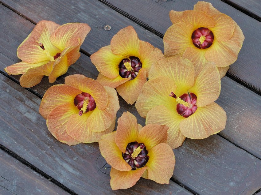 Rare Mahoe Sea Hibiscus Talipariti tiliaceum - 8 Seeds