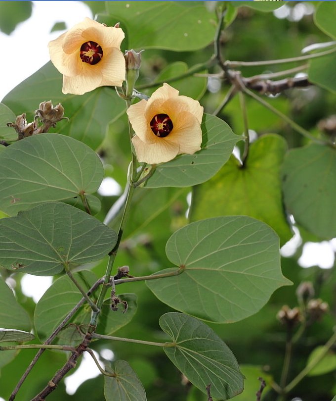 Rare Mahoe Sea Hibiscus Talipariti tiliaceum - 8 Seeds