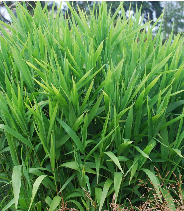 Ornamental Grass Northern Sea Oats Chasmanthium Latifolium - 50 Seeds
