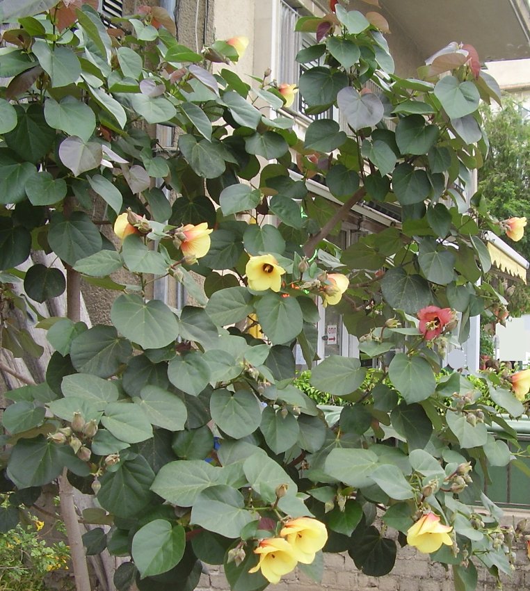 Rare Mahoe Sea Hibiscus Hibiscus tiliaceus - 8 Seeds