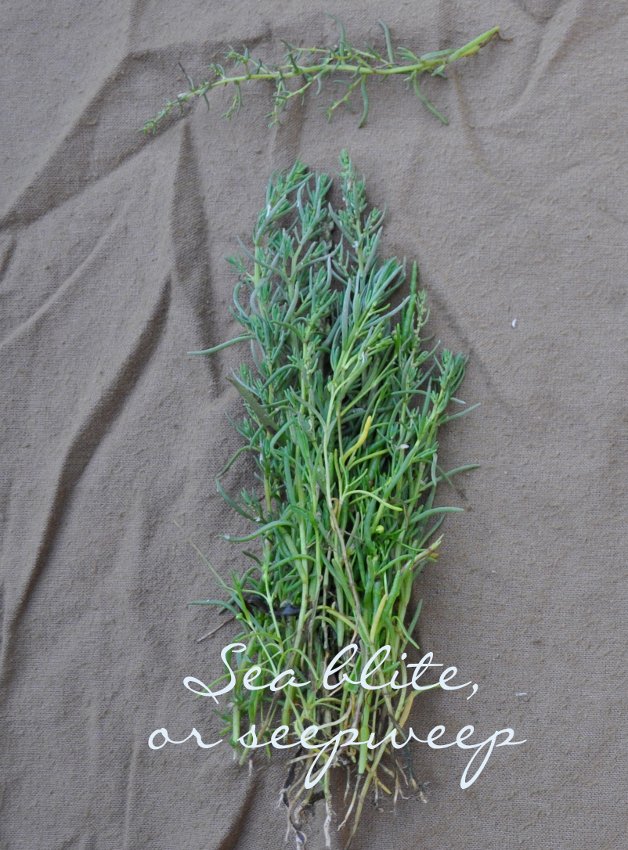 Rare! Annual Seepweed Sea-Blite Suaeda maritima - 30 Seeds