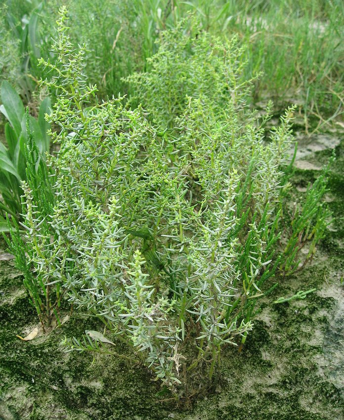 Rare! Annual Seepweed Sea-Blite Suaeda maritima - 30 Seeds