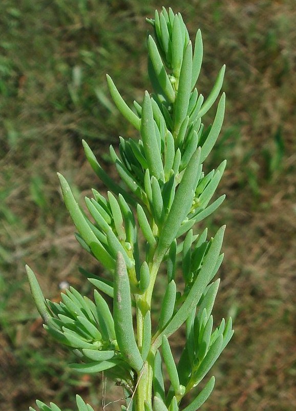 Rare! Annual Sea-Blite Seepweed Suaeda maritima - 30 Seeds