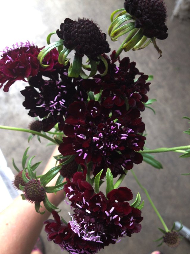 Goth Garden 'Black' Scabiosa Mourning Bride Scabiosa atropurpurea - 25 ...
