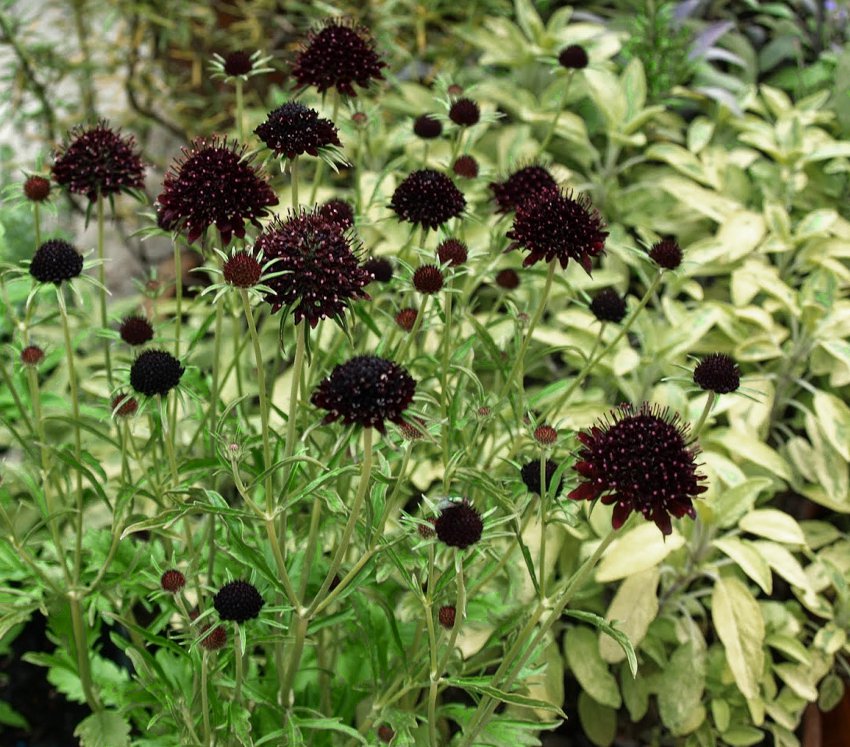 Goth Garden 'Black' Scabiosa Mourning Bride Scabiosa atropurpurea - 25 ...
