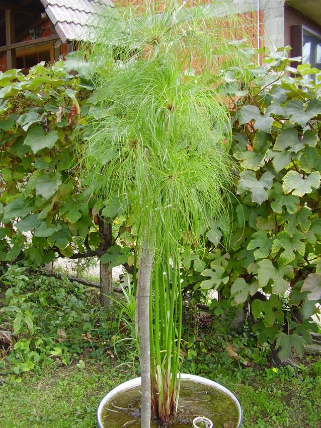 Papyrus King Tut Cyperus papyrus - 30 Seeds