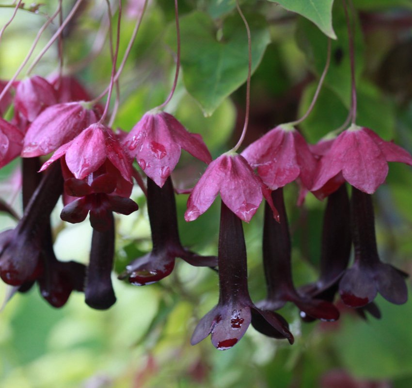 Purple Bell Vine Rhodochiton atrosanguineus Rare - 8 Seeds