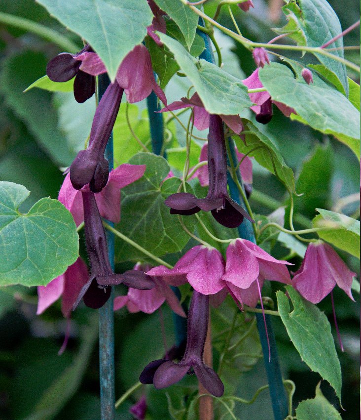 Purple Bell Vine Rhodochiton atrosanguineus Rare - 8 Seeds