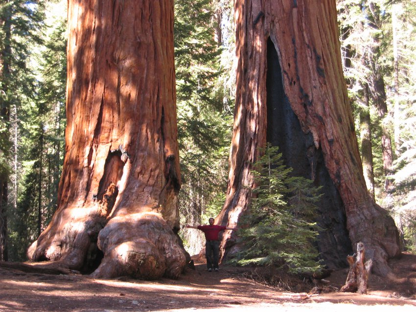 'Big Tree' Giant Redwood Sequoia gigantea - 40 Seeds