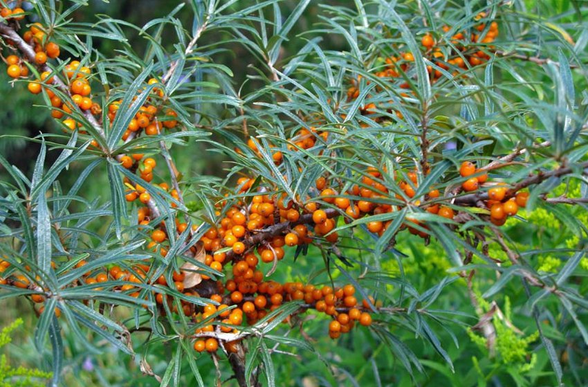 Hardy Sea Buckthorn Hippophae rhamnoides - 50 Seeds