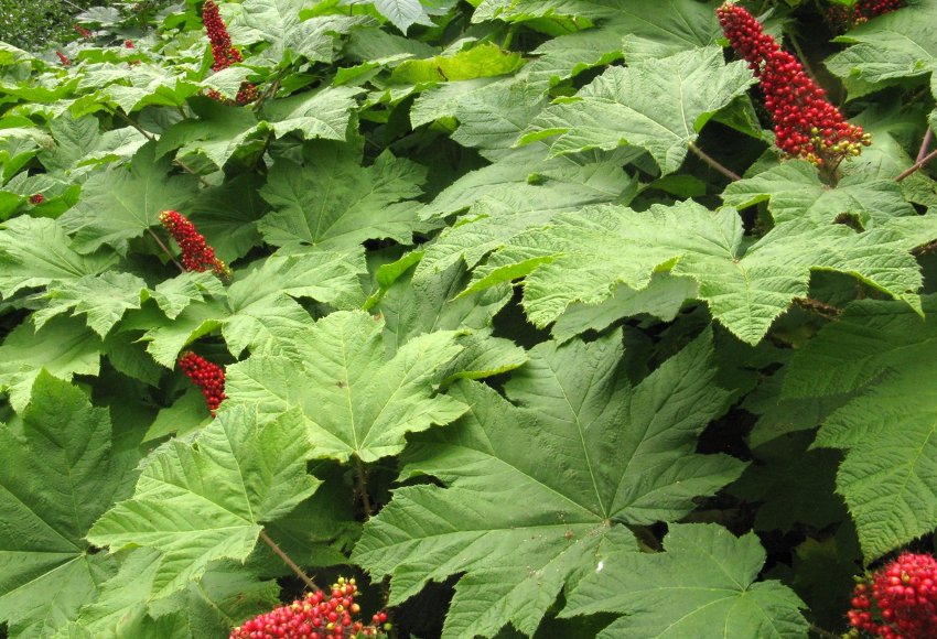 Hardy Wild Devil’s Club Plant Oplopanax horridus - 15 Seeds