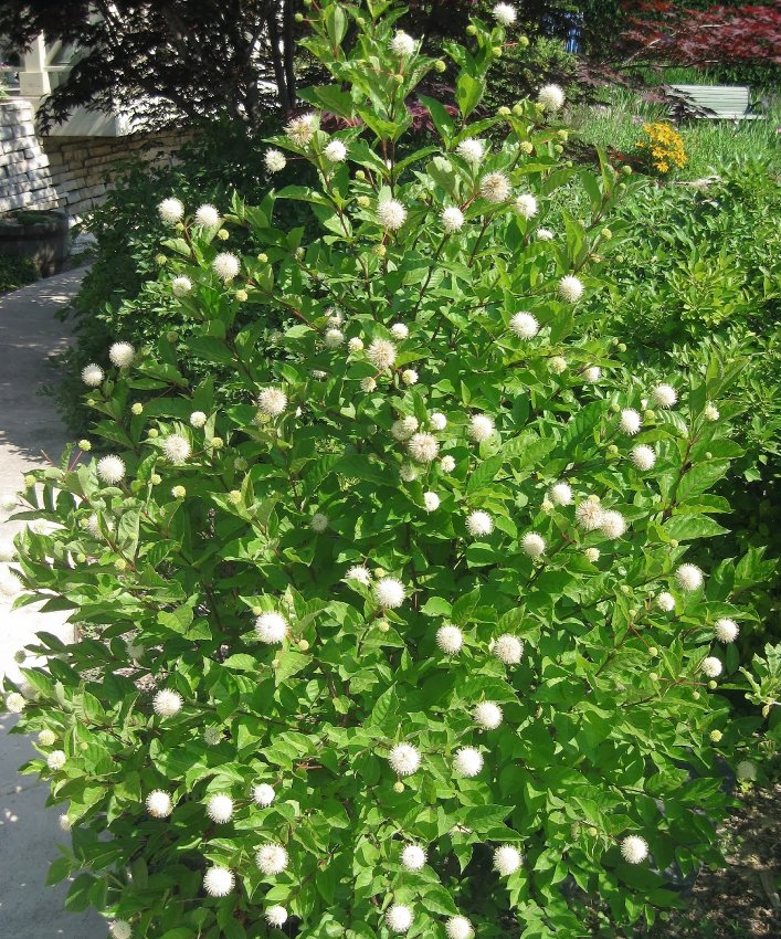 Showy White Buttonbush Cephalanthus occidentalis - 100 Seeds