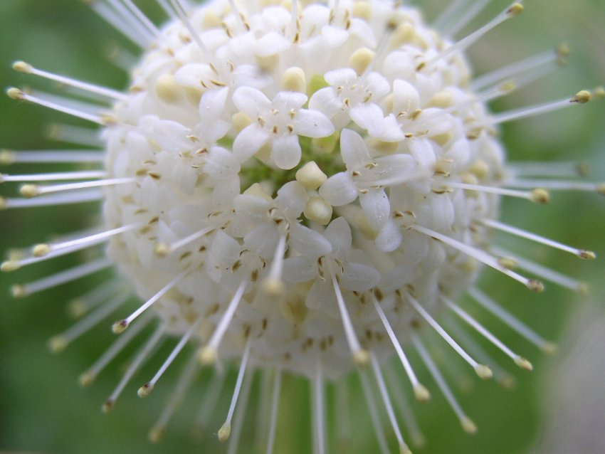 Showy White Buttonbush Cephalanthus occidentalis - 100 Seeds