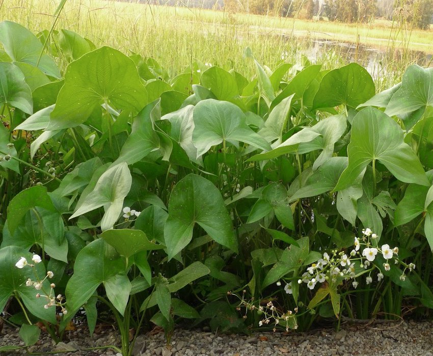 Wapato Duck or Swamp Potato Arrowhead Sagittaria latifolia - 4 Live Bulbs