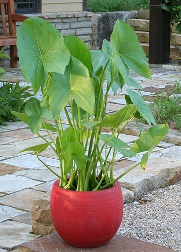 Wapato Duck or Swamp Potato Arrowhead Sagittaria latifolia - 200 Seeds