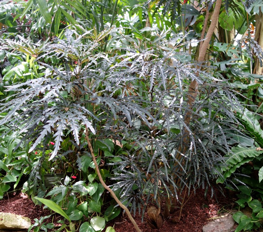 Rare Finger Aralia Schefflera elegantissima - 30 seeds