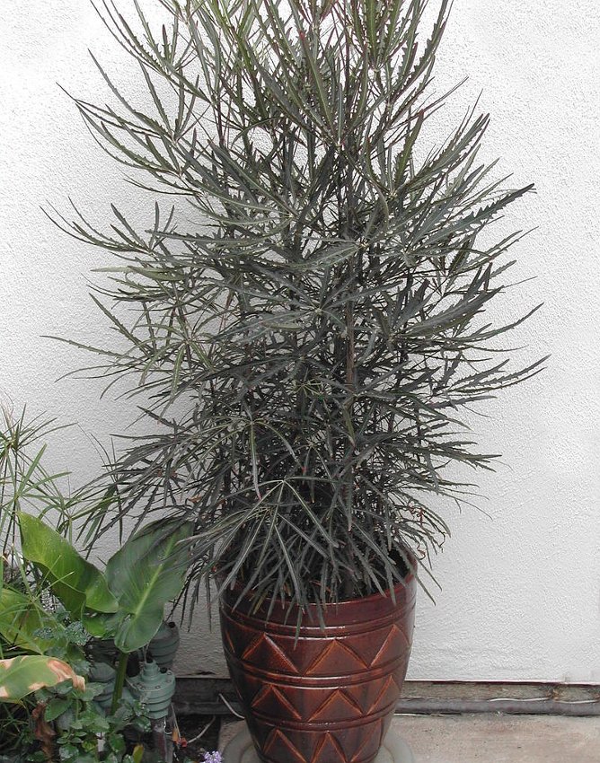 Rare Finger Aralia Schefflera elegantissima - 30 seeds