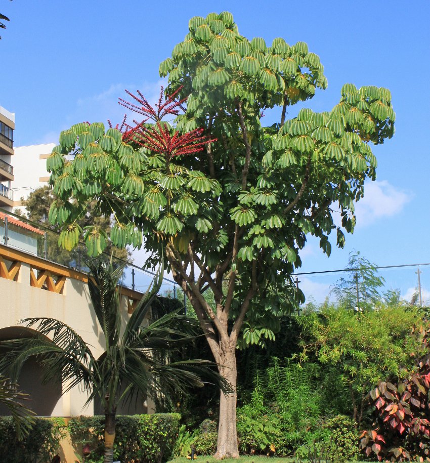 Giant Umbrella Tree Schefflera actinophylla - 30 Seeds