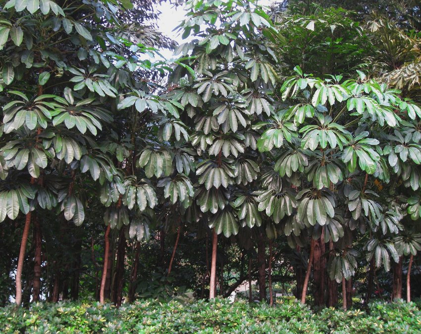 Giant Umbrella Tree Schefflera actinophylla - 30 Seeds Giant Umbrella Tree Schefflera actinophylla - 30 Seeds