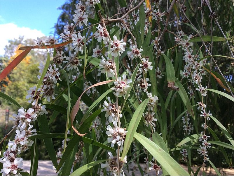 Weeping Fragrant Peppermint Tree Agonis flexuosa - 40 Seeds