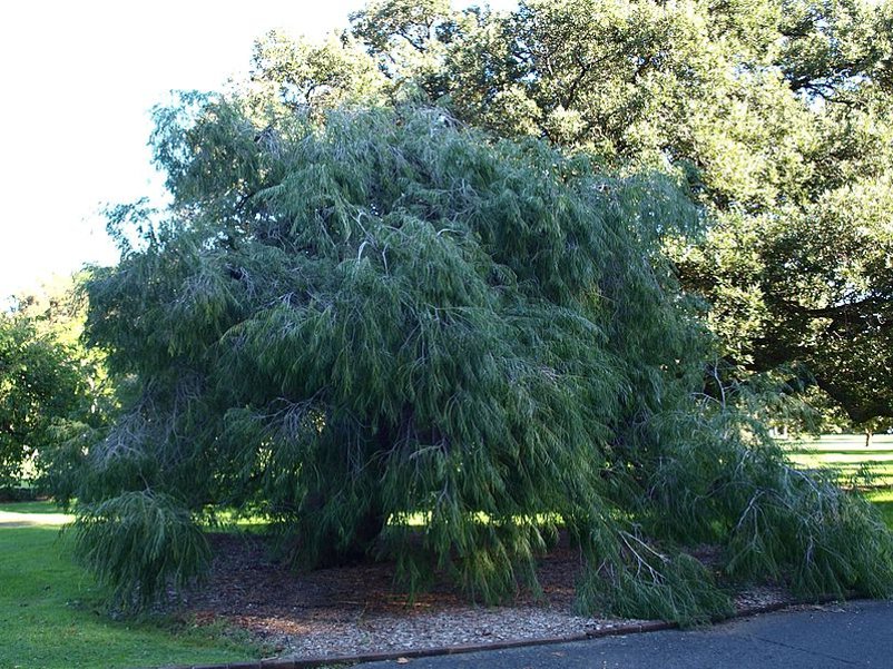 Weeping Fragrant Peppermint Tree Agonis flexuosa - 40 Seeds