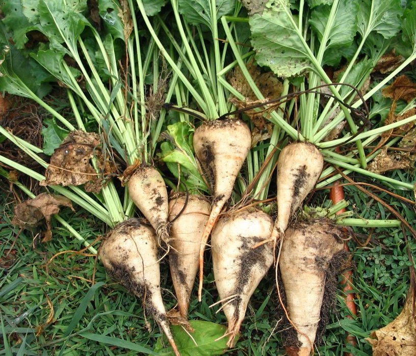 Sweet Sugar Beet Beta vulgaris altissima - 75 Seeds
