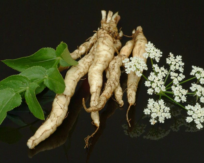 Rare and Ancient Heirloom Skirret Sugar Root Skyrwates Sium sisarum ...