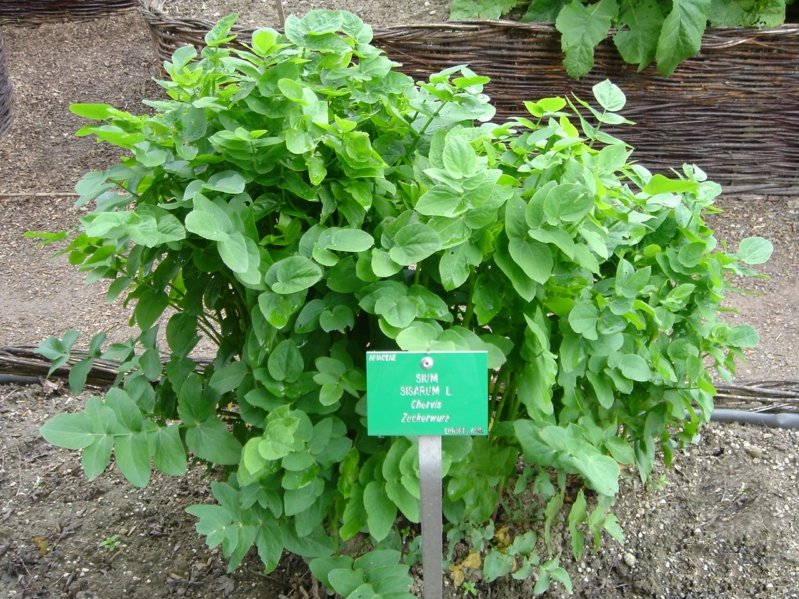 Rare and Ancient Heirloom Skirret Sugar Root Skyrwates Sium sisarum ...