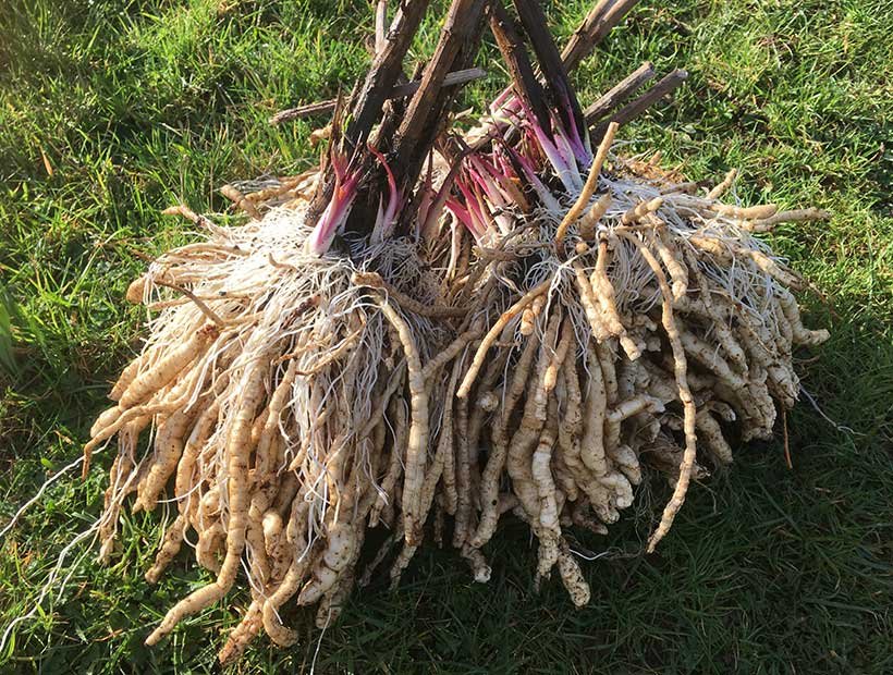 Rare and Ancient Heirloom Skirret Sugar Root Skyrwates Sium sisarum ...