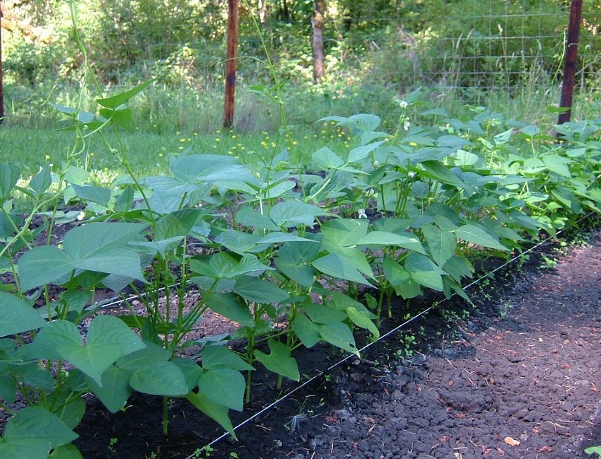 Heirloom Landreths Stringless Green Beans Phaseolus vulgaris - 80 Seeds