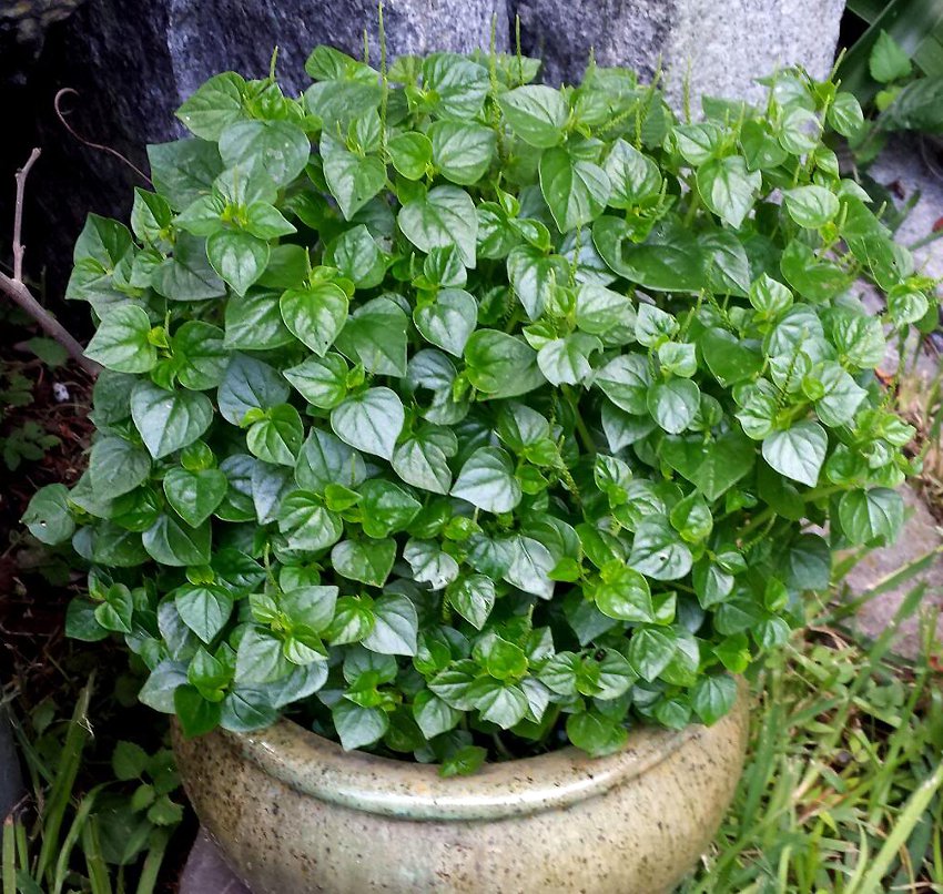 Shining Bush Plant Peperomia pellucida - 30 Seeds