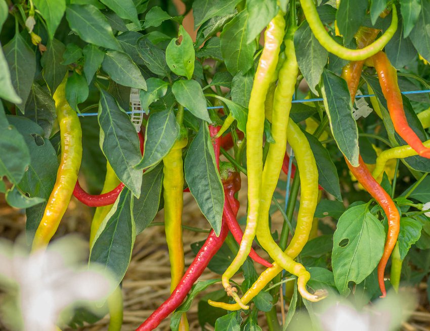 Sweet Turkish Heirloom Corbaci Pepper Capsicum annuum - 10 Seeds