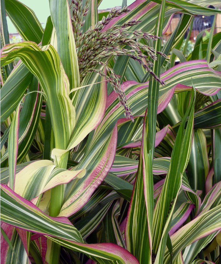 Variegated Ornamental Japanese Corn Japonica Striped Maize Zea mays ...
