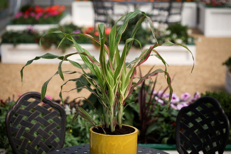 Variegated Ornamental Japanese Corn Japonica Striped Maize Zea mays ...