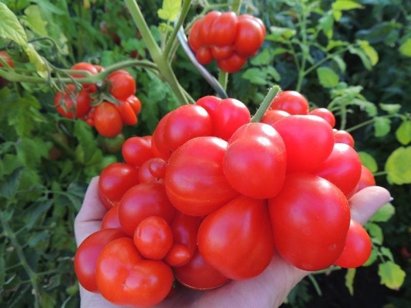 Tomato Bizarre Rare Heirloom Reisetomate Lycopersicon lycopersicum - 15 ...