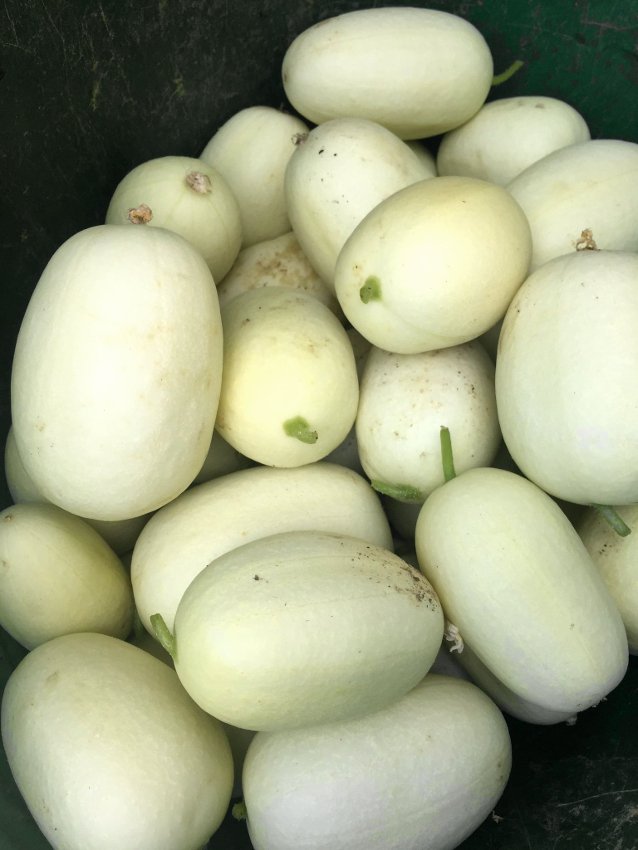 Rare Heirloom Unusual Dragon's Egg Cucumber Cucumis Sativis - 10 Seeds