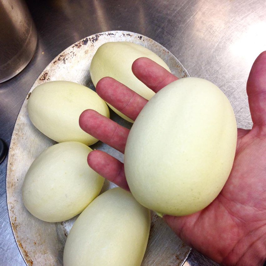 Rare Heirloom Unique Dragon's Egg Cucumber Cucumis Sativis - 10 Seeds